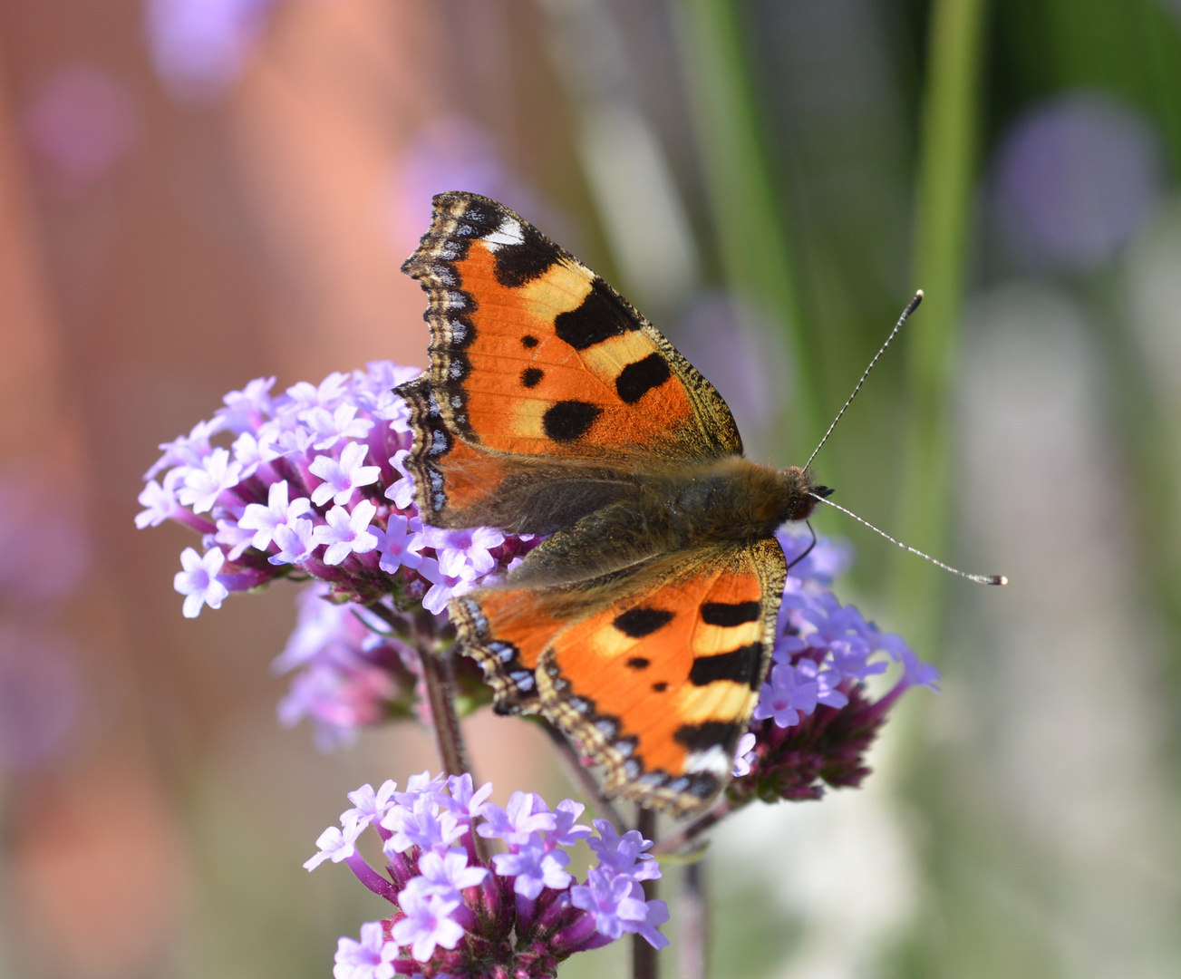 der kleine fuchs Foto & Bild | tiere, wildlife, schmetterlinge Bilder ...