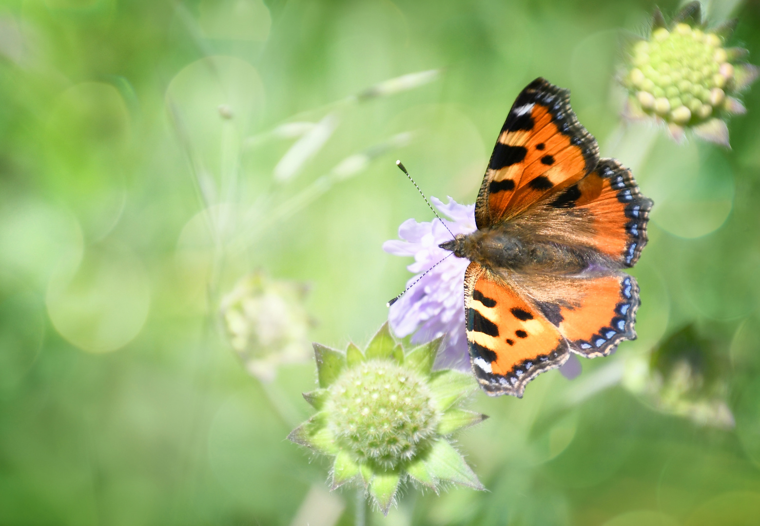 der kleine Fuchs Foto & Bild | natur, rebekka d., kreucht und fleucht ...