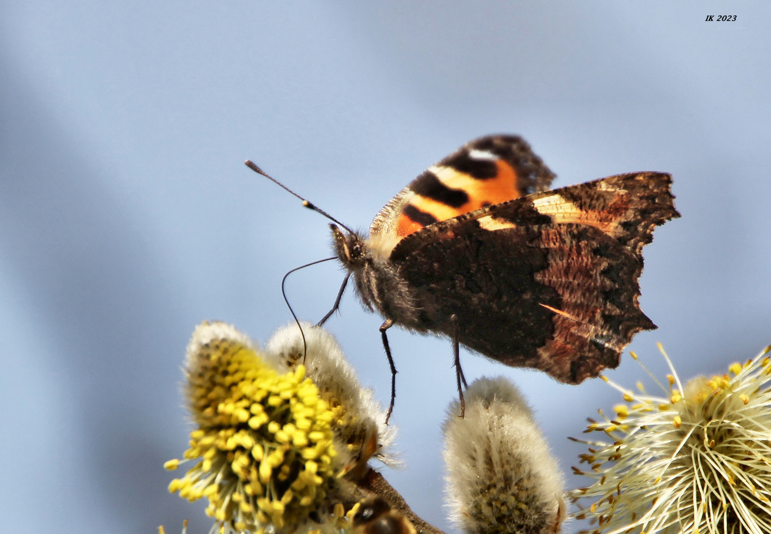 Der kleine Fuchs.... Foto & Bild | tiere, wildlife, schmetterlinge ...