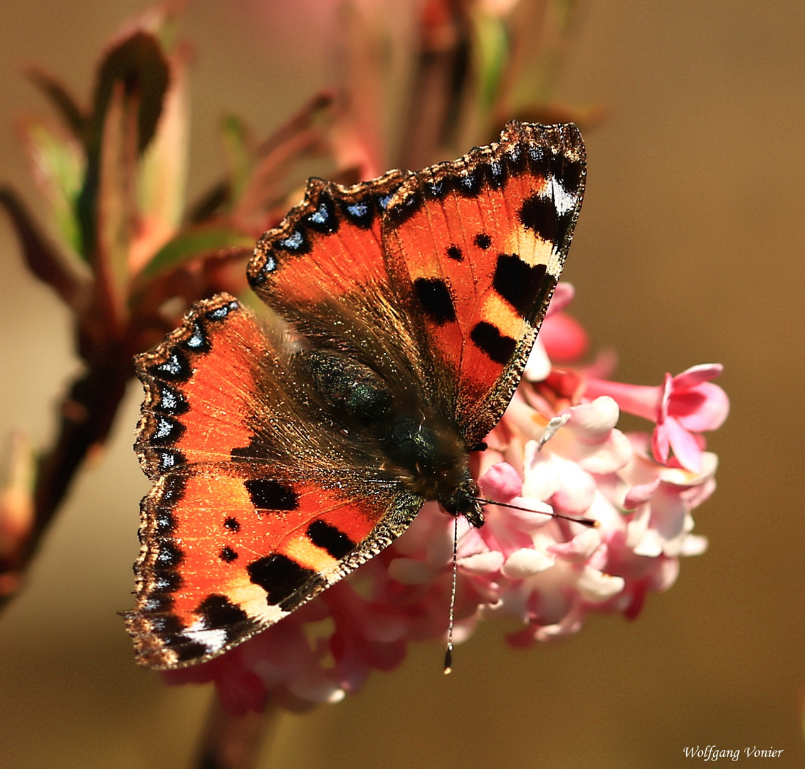 Der Kleine Fuchs Foto & Bild | tiere, wildlife, schmetterlinge Bilder ...