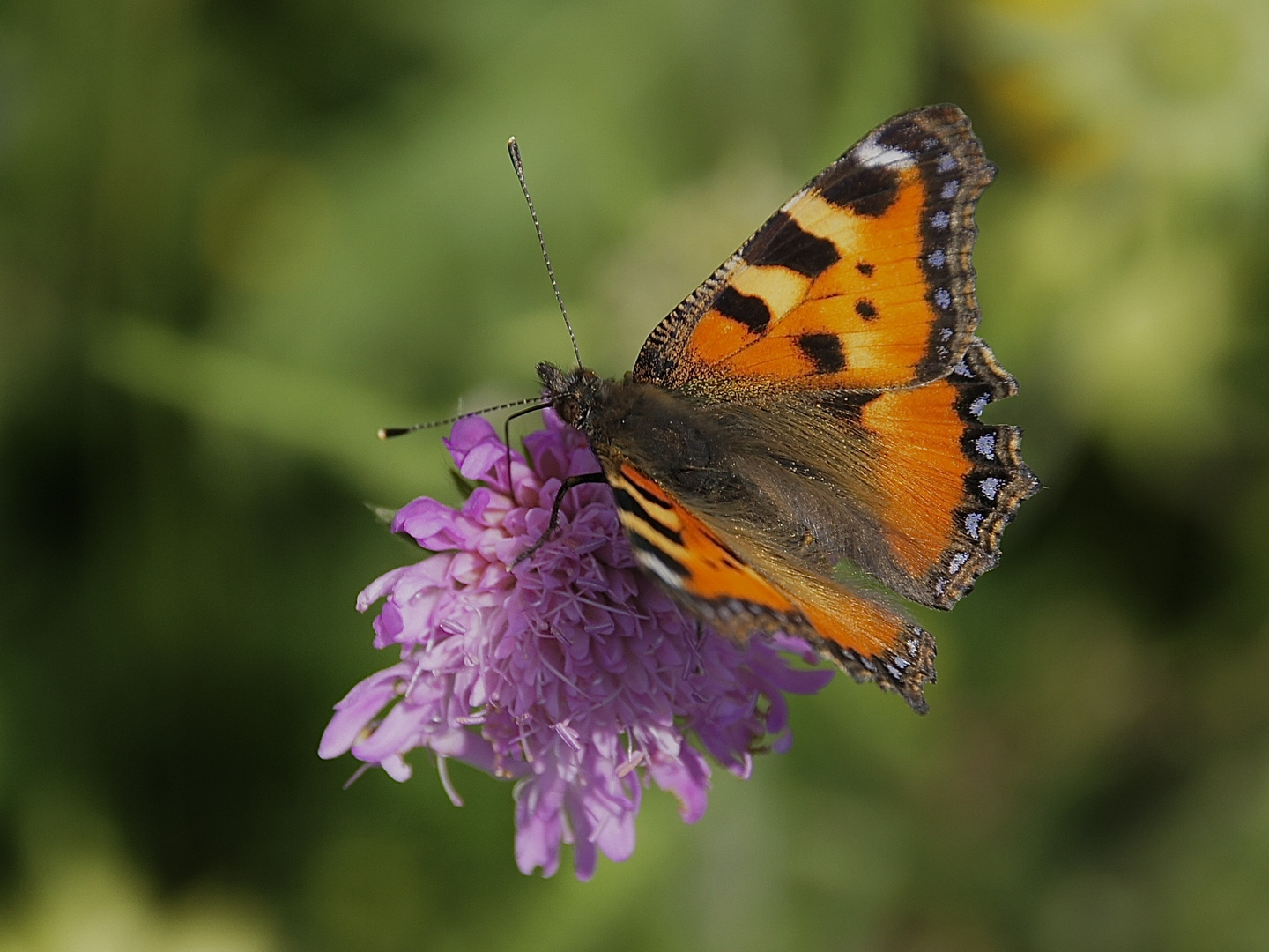 Der kleine Fuchs geht um….. Foto & Bild | tiere, wildlife, insekten ...