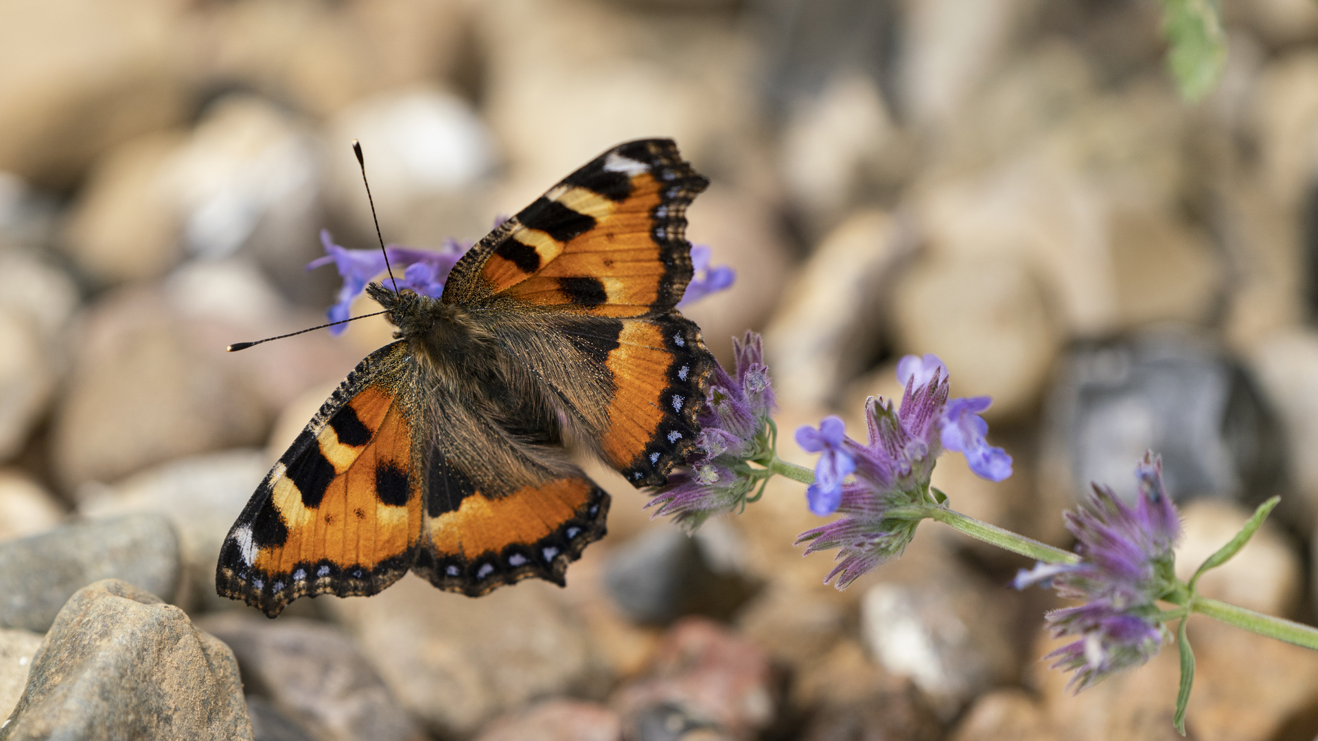 Der „Kleine Fuchs“ ist kein Welpe Foto & Bild | tiere, wildlife ...