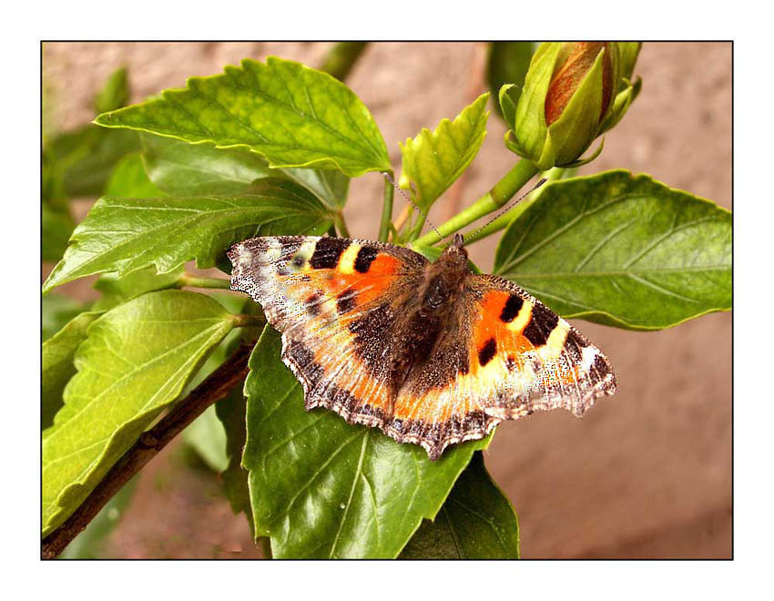 Der Kleine Fuchs (Nymphalis urticae) Foto & Bild | tiere, zoo, wildpark ...