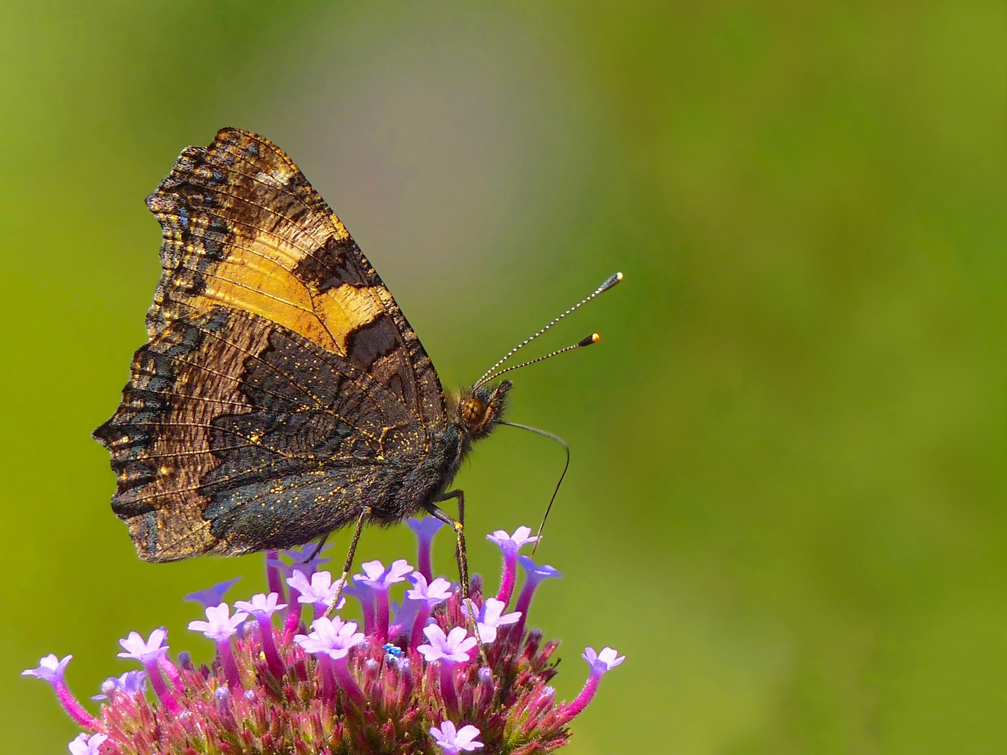 Der kleine Fuchs ( Seitenansicht ) Foto & Bild | tiere, wildlife ...