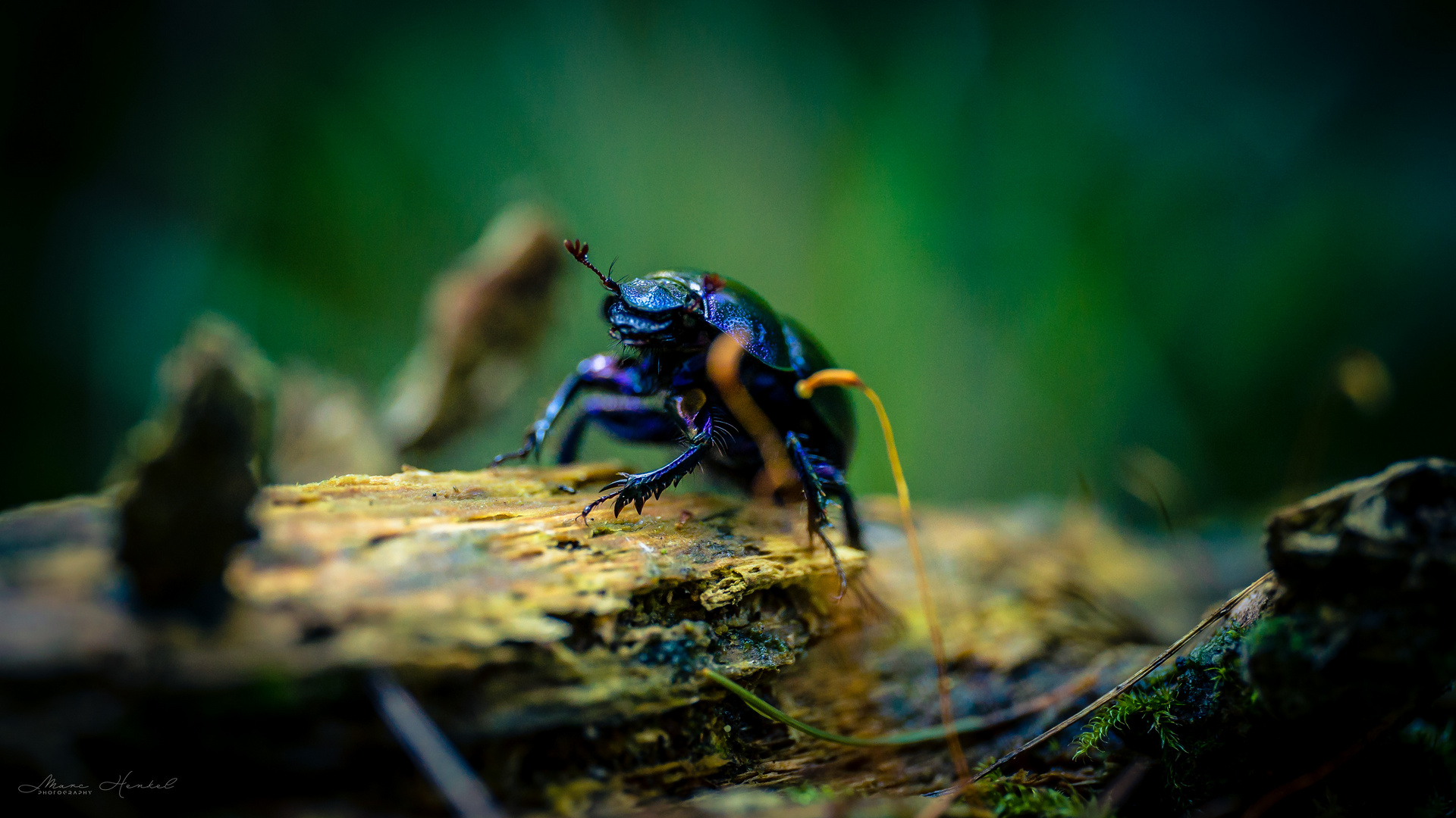 Der kleine Helfer... Foto & Bild | tiere, wildlife, insekten Bilder auf ...