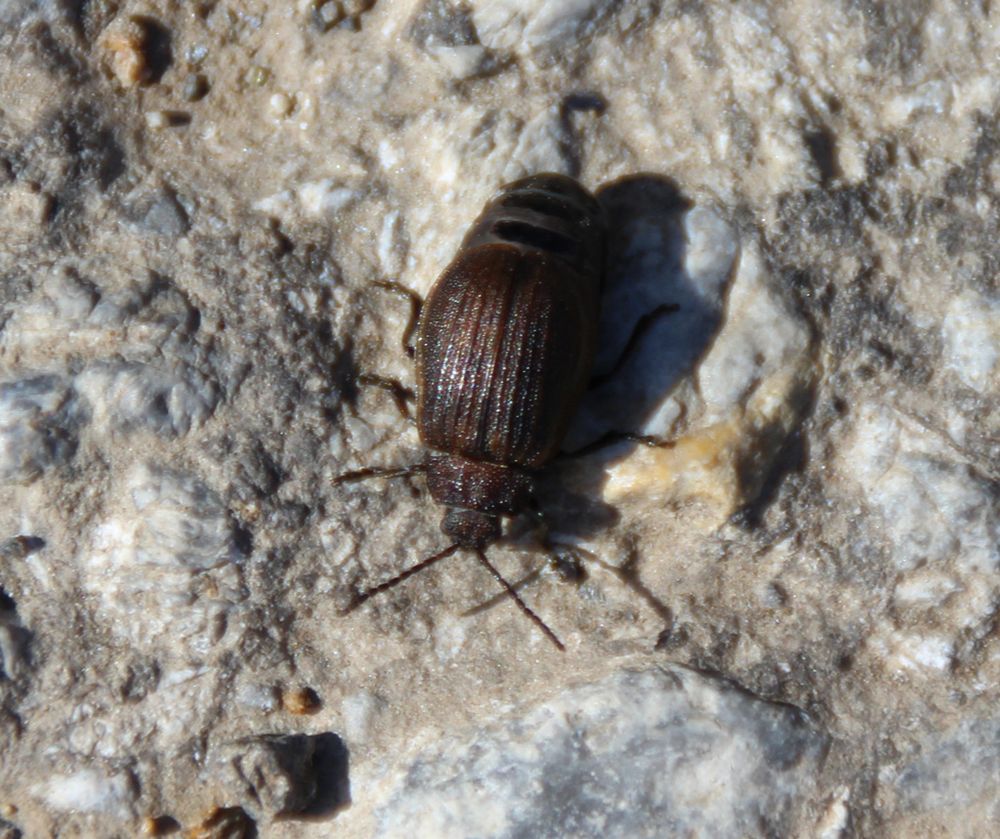 der kleine Käfer Foto & Bild | insekten, natur, tiere Bilder auf ...