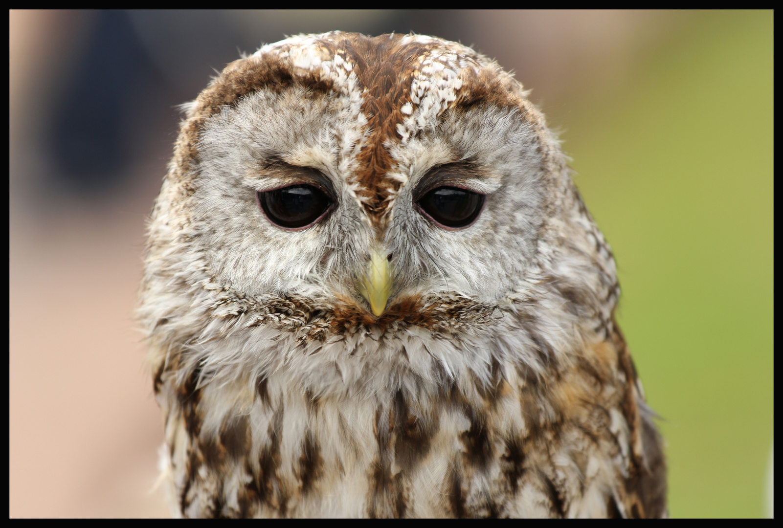 Der kleine Kauz Foto & Bild | tiere, zoo, wildpark & falknerei, vögel ...