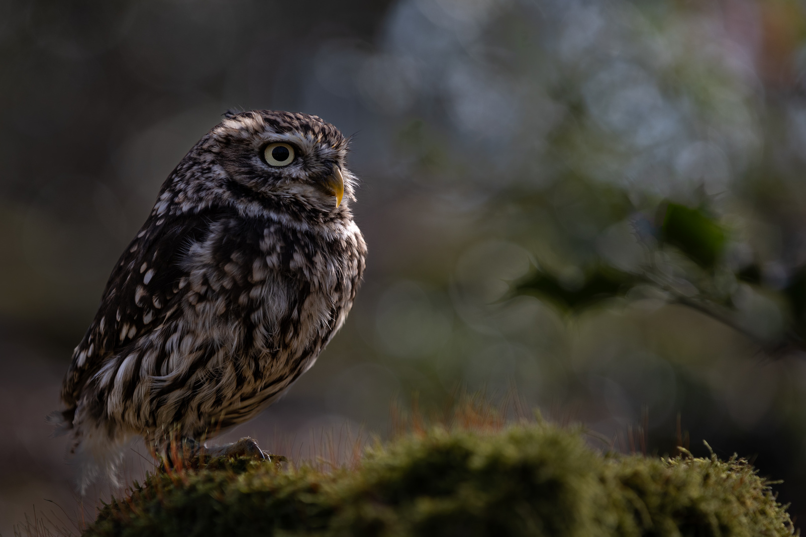 DER KLEINE KAUZ Foto & Bild | wald, natur, bokeh Bilder auf fotocommunity