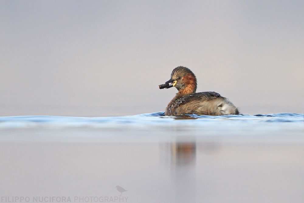 Der kleine Knirps Foto & Bild | tiere, wildlife, wild lebende vögel ...