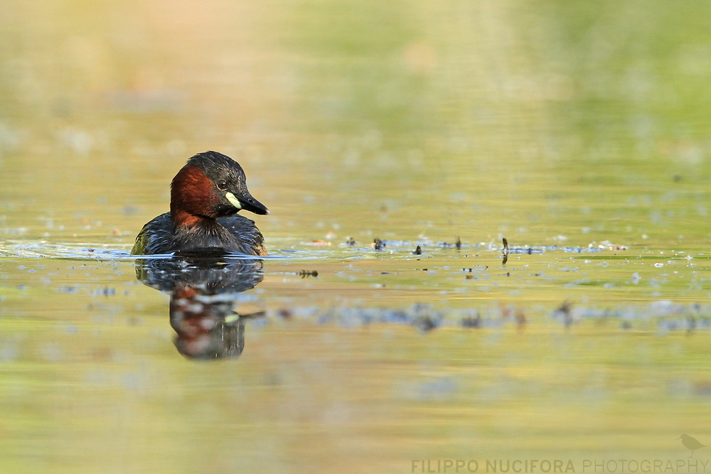 Der kleine Knirps III Foto & Bild | tiere, wildlife, wild lebende vögel ...