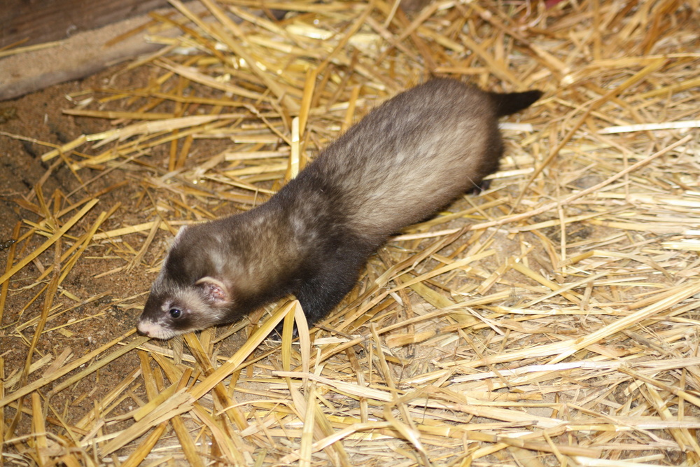 der kleine Mader unterwegs Foto & Bild | tiere, zoo, wildpark ...