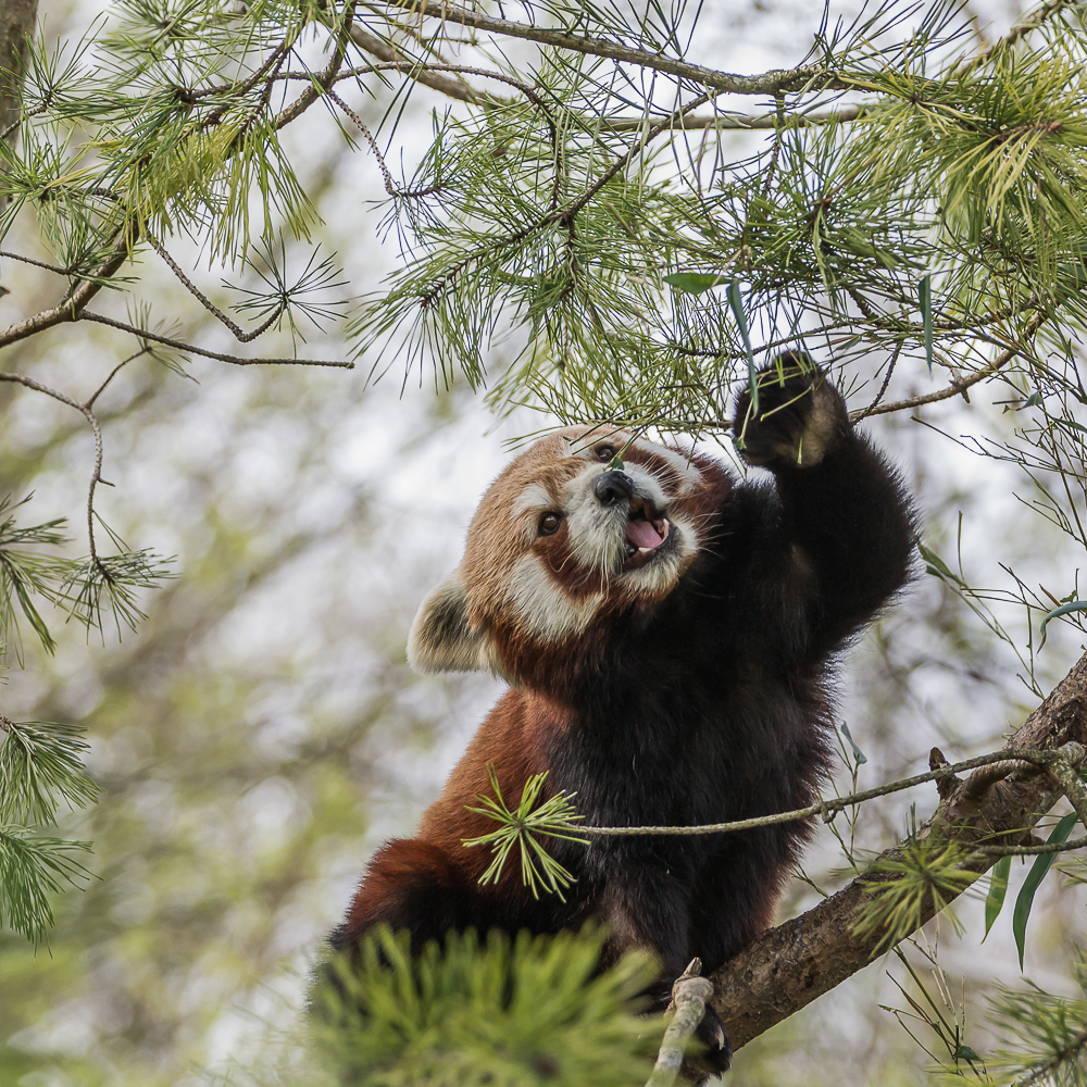 Der Kleine Panda Foto & Bild | tiere, zoo, wildpark & falknerei ...