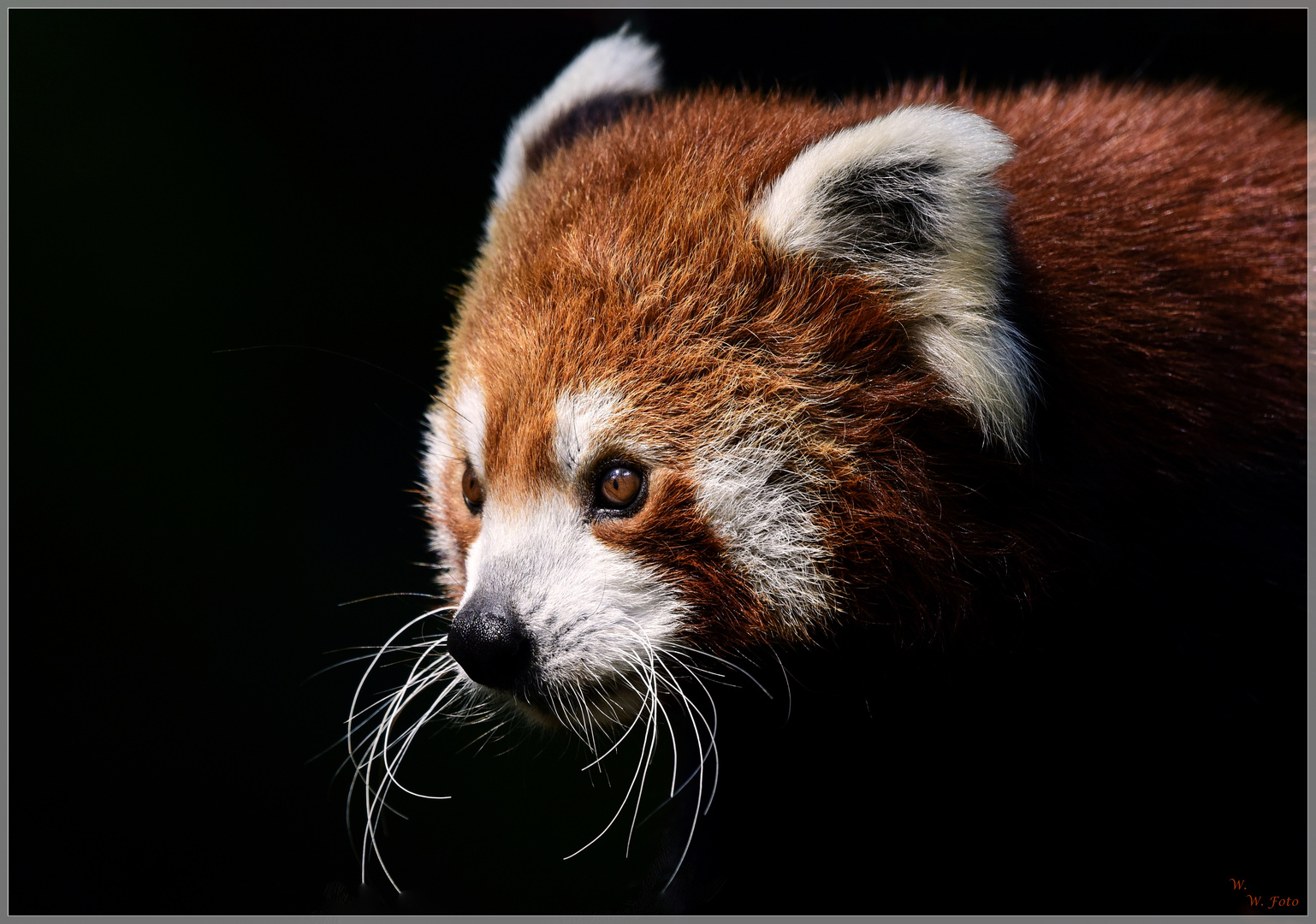 Der kleine Panda Foto & Bild | natur, zoo, tiere Bilder auf fotocommunity