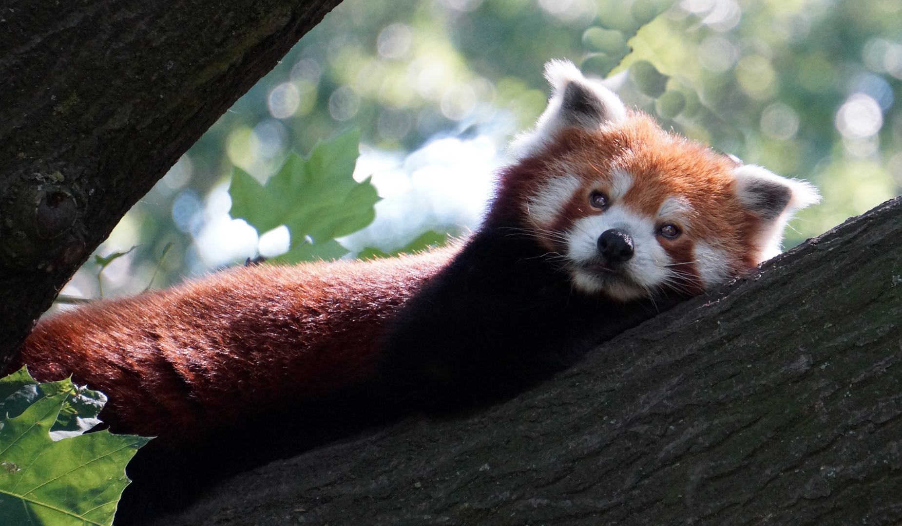 Der kleine Panda Foto & Bild | tiere, zoo, wildpark & falknerei ...