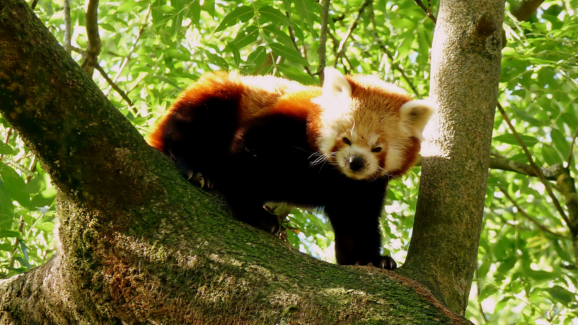 Der Kleine Panda . . . Foto & Bild | natur, zoo, tiere Bilder auf ...