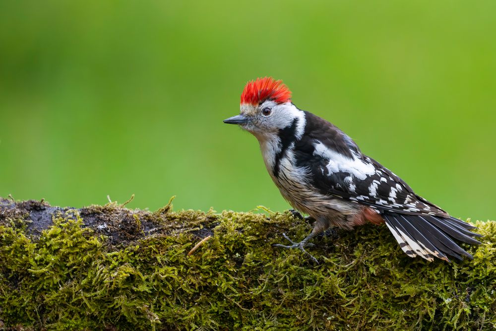 Der Kleine Punki Foto & Bild | frühling, natur, europa Bilder auf ...
