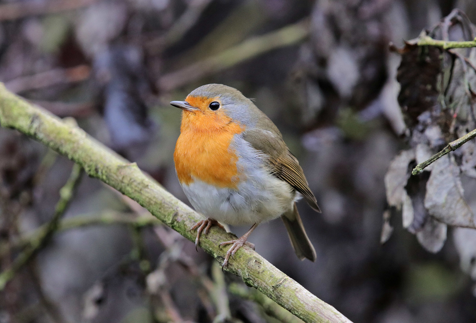 Der kleine Robin Foto & Bild | tiere, wildlife, wild lebende vögel ...