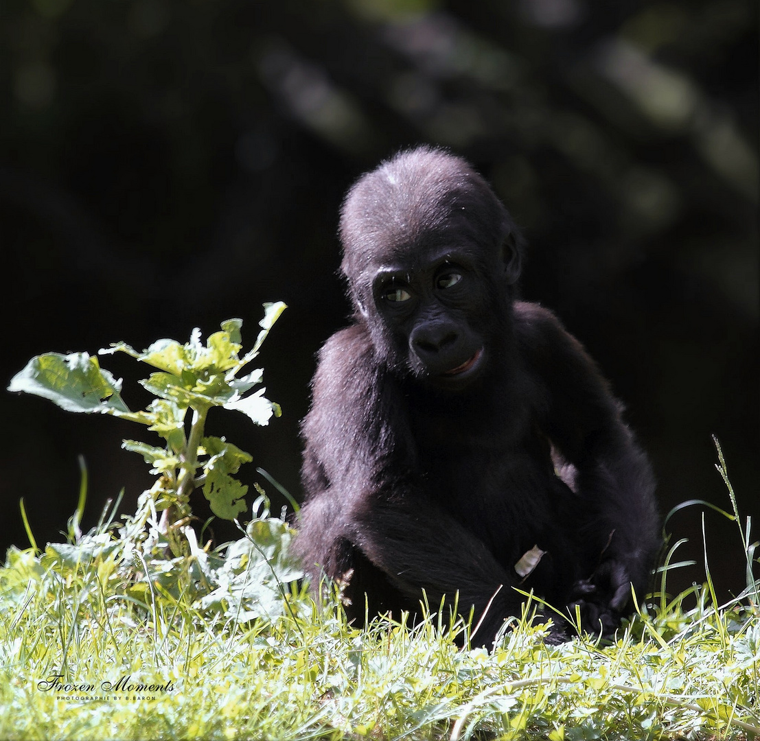 Der kleine Schelm Foto & Bild | natur, affen, zoo Bilder auf fotocommunity