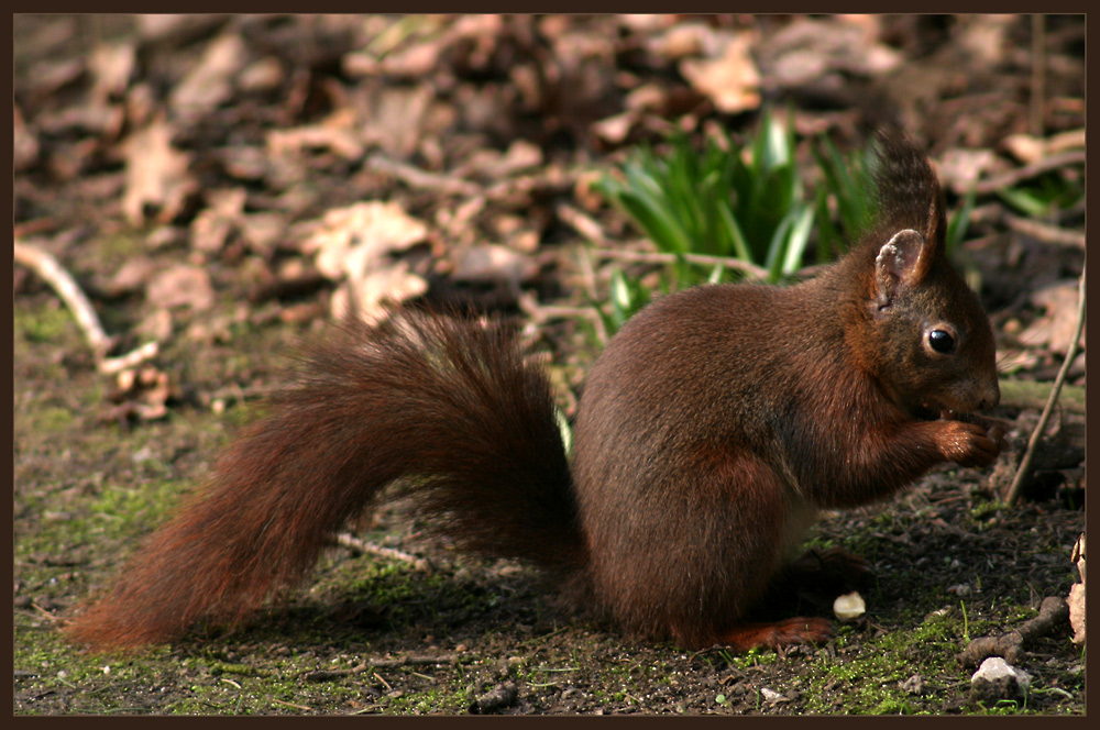 Der kleine Schnorrer Foto & Bild | tiere, wildlife, säugetiere Bilder ...