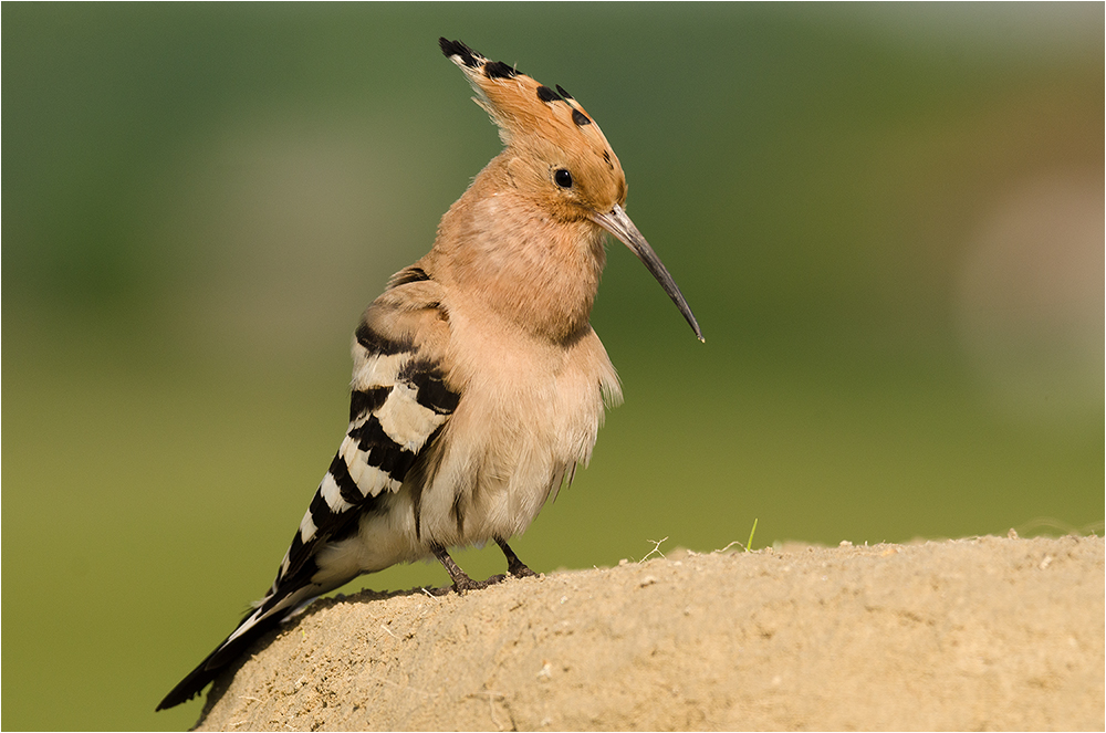 Der kleine Stinker! Foto & Bild | tiere, wildlife, wild lebende vögel ...