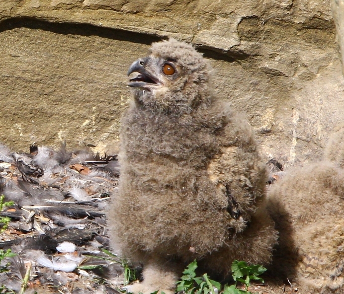 Der kleine Uhu... Foto & Bild | tiere, wildlife, natur Bilder auf ...