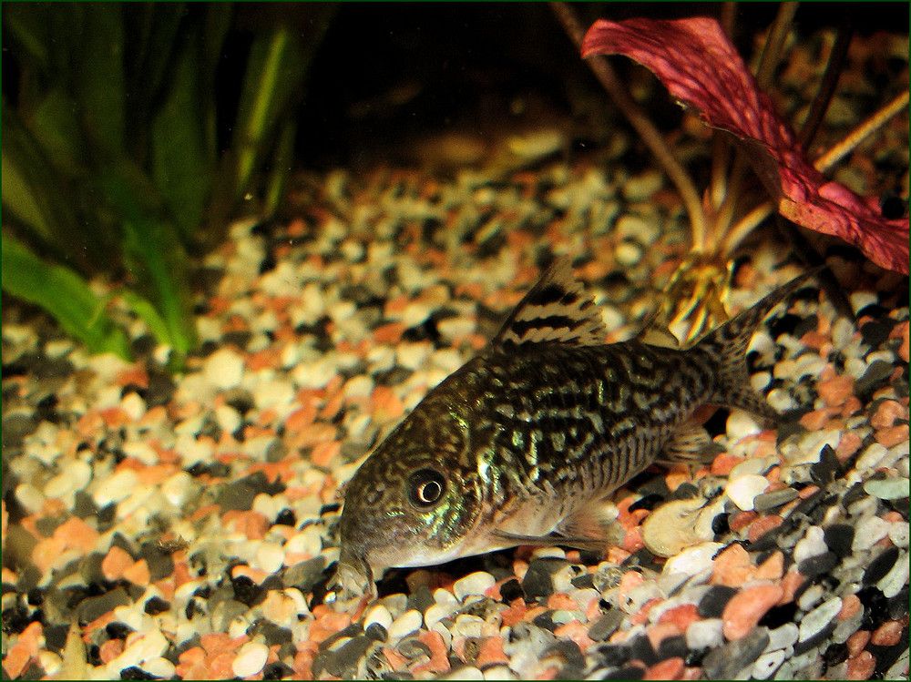 Der kleine Wels... Foto & Bild | tiere, haustiere, aquaristik Bilder ...