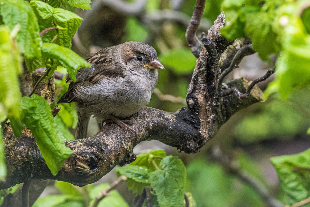 Der kleine Wicht. Foto & Bild | tiere, wildlife, wild lebende vögel ...