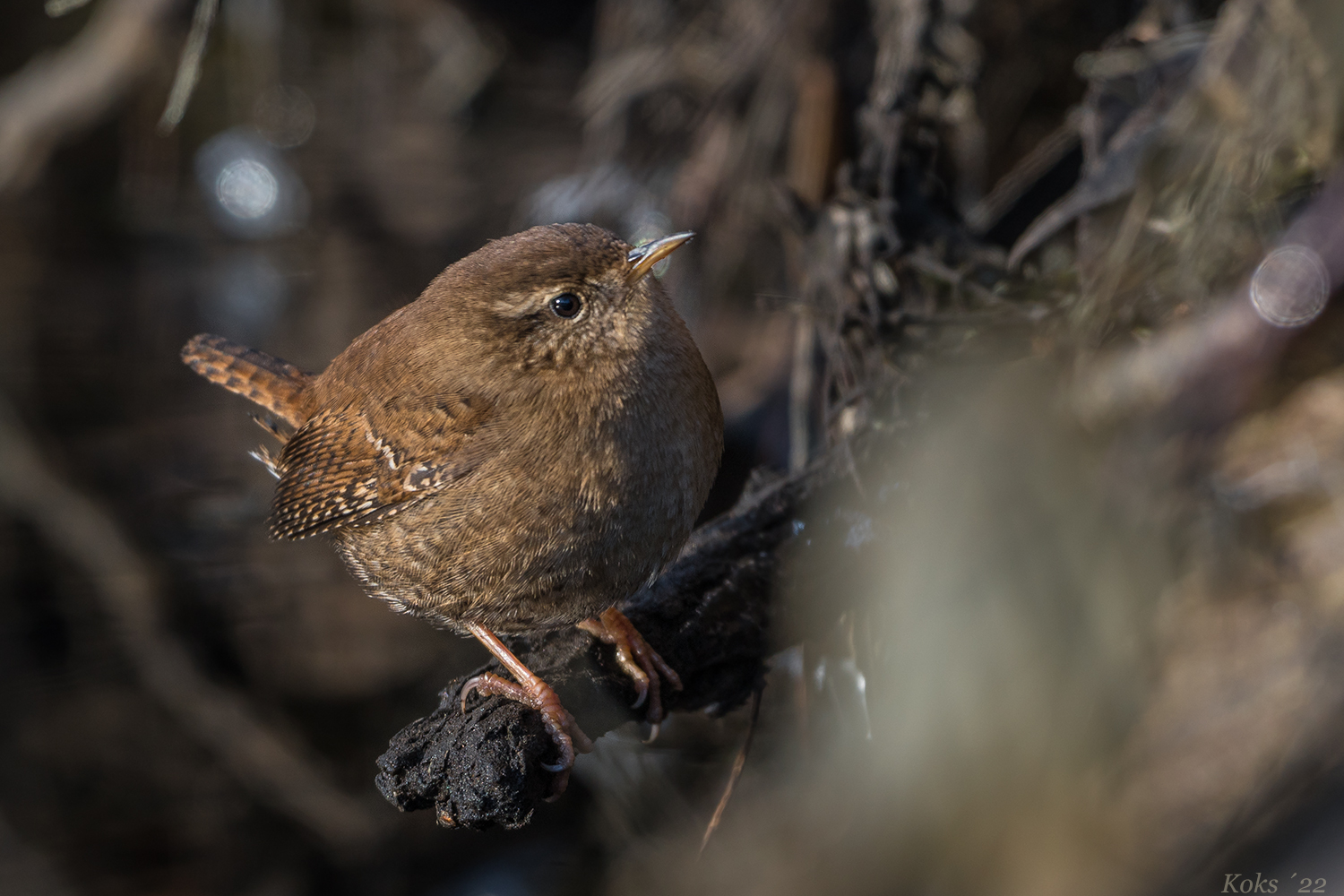 der kleine Wicht Foto & Bild | tiere, wildlife, wild lebende vögel ...