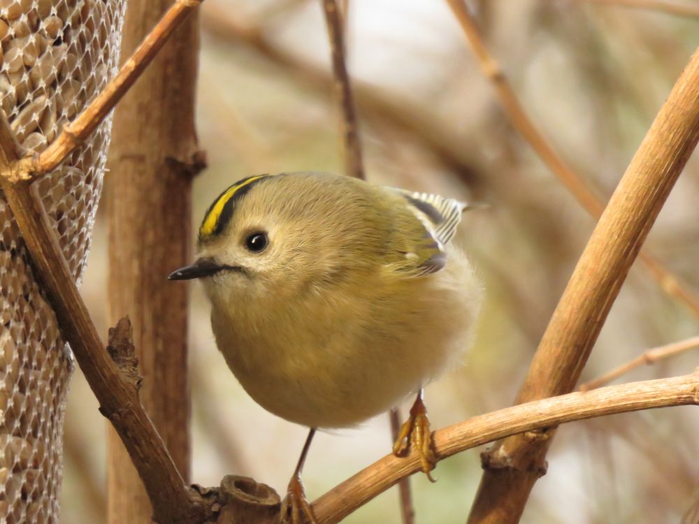 der Kleinste Foto & Bild | tiere, wildlife, wild lebende vögel Bilder ...