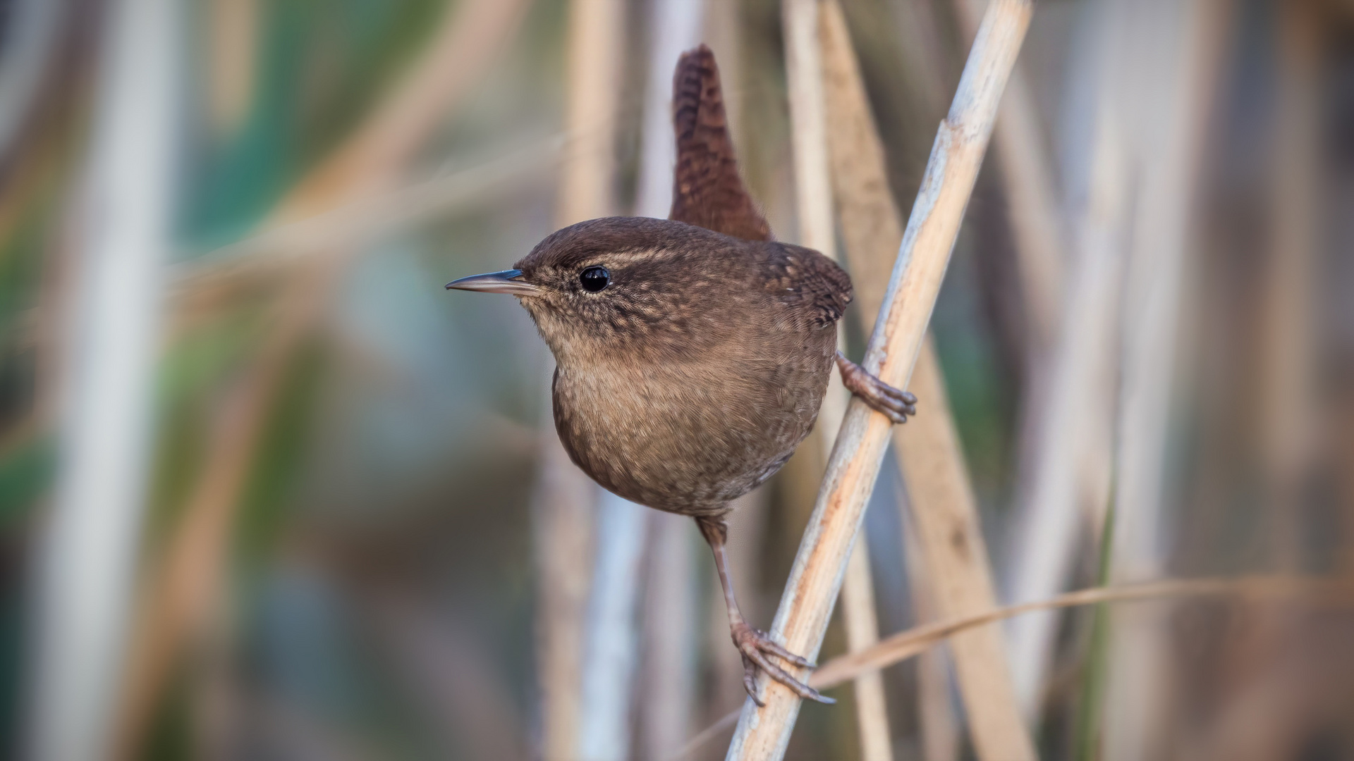 Der Kleinste Foto & Bild | tiere, wildlife, wild lebende vögel Bilder ...