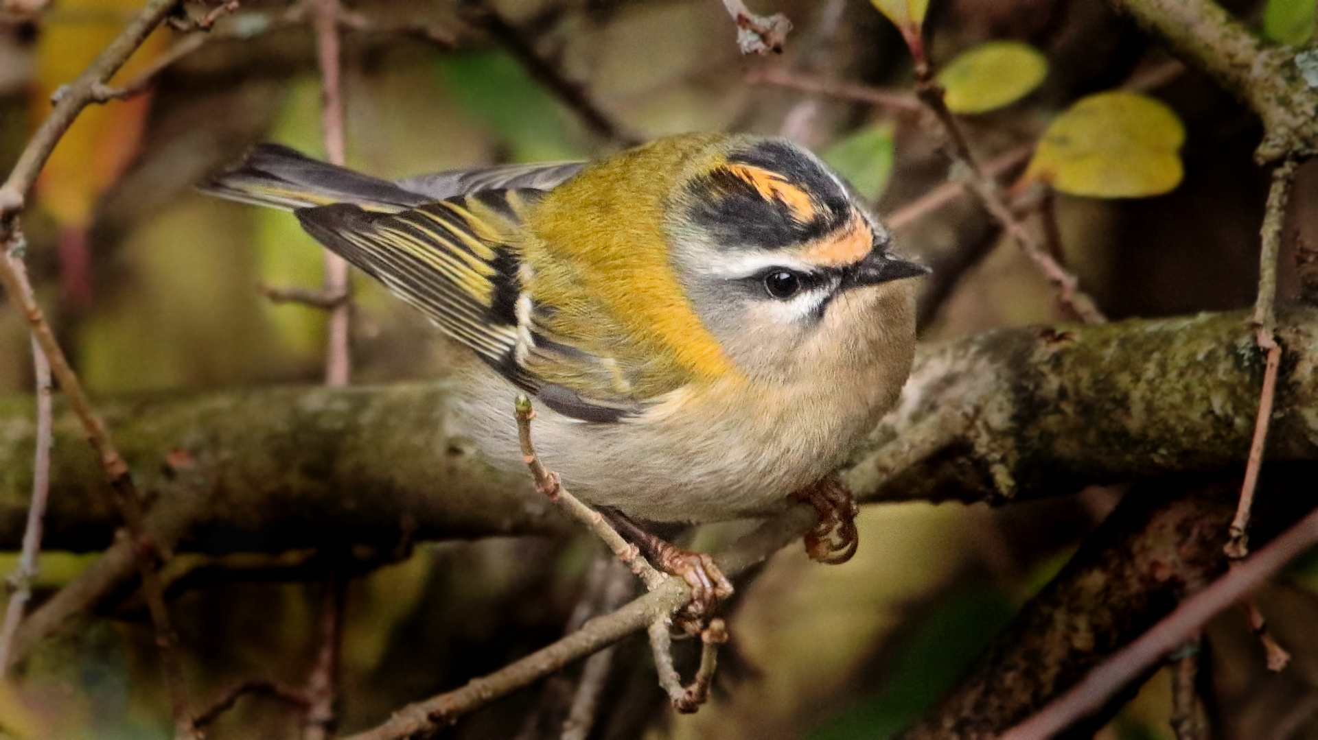DER KLEINSTE EUROPÄER Foto & Bild | natur, stuttgart, tiere Bilder auf ...