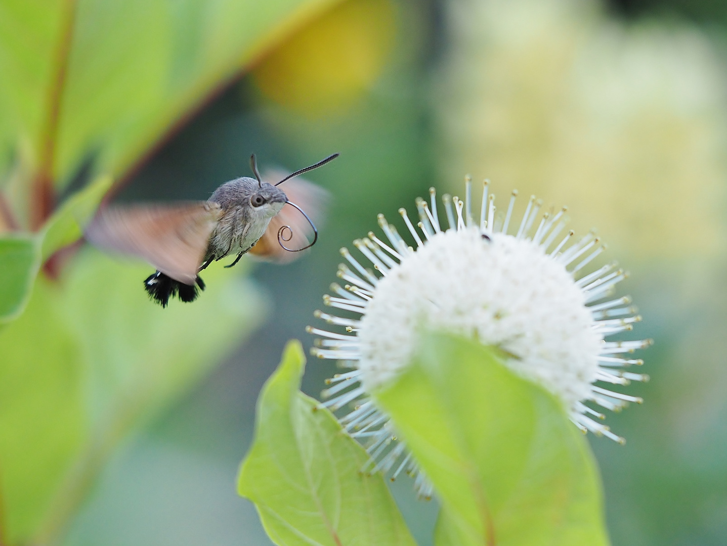Der kleinste "Vogel"..... Foto & Bild | tiere, wildlife, schmetterlinge ...