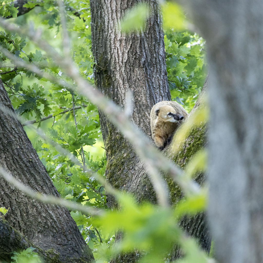 Der Kletterer Foto & Bild | tiere, natur Bilder auf fotocommunity