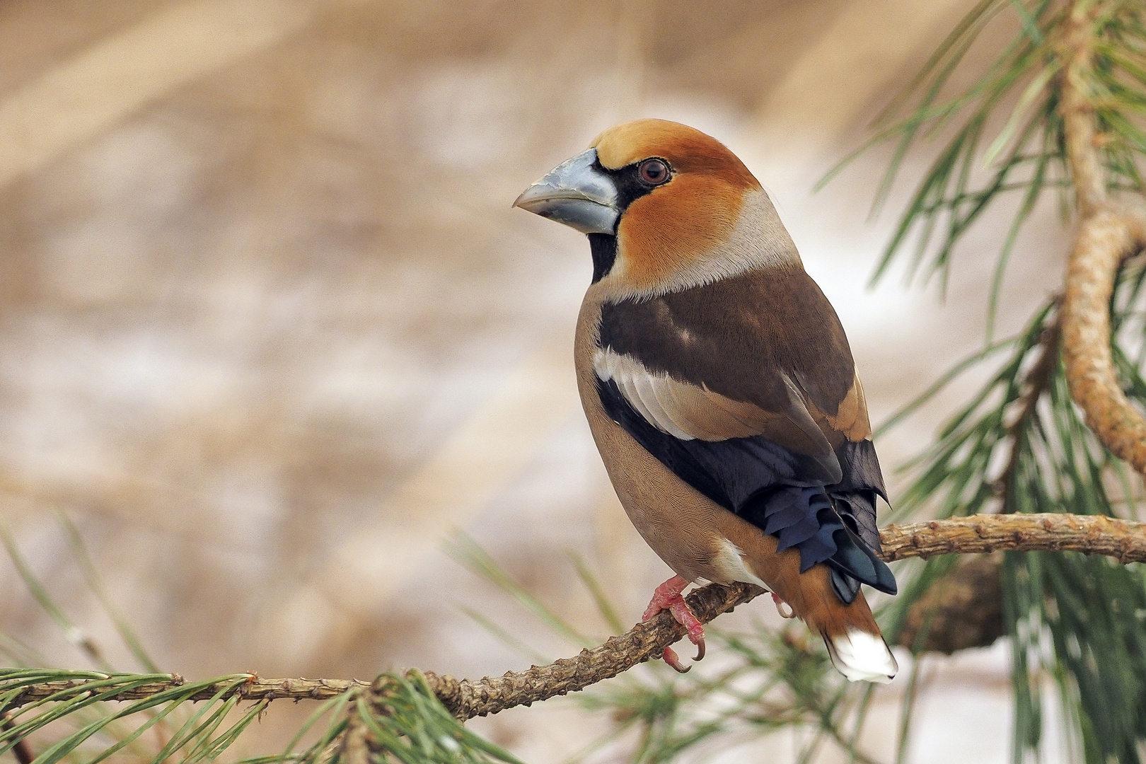 Der Knacker Foto & Bild | tiere, wildlife, wild lebende vögel Bilder ...