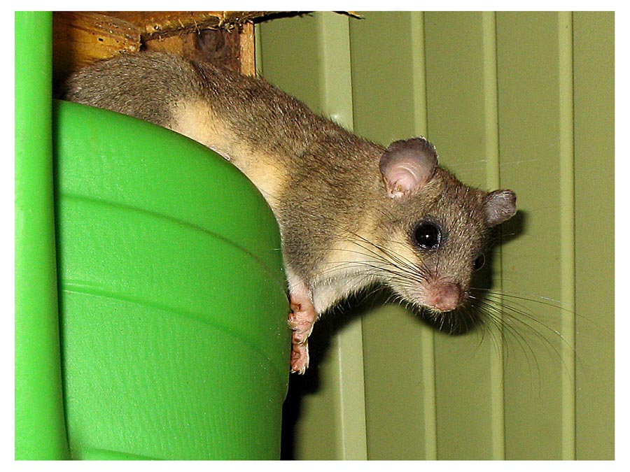 Der Knilch ist ein Bilch Foto & Bild | tiere, wildlife, säugetiere ...