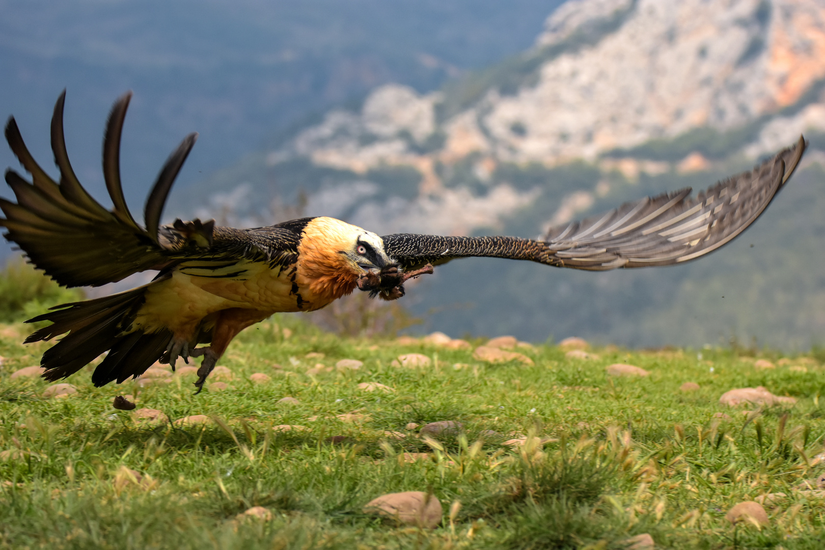 Der Knochenbrecher Foto & Bild | tiere, wildlife, wild lebende vögel ...