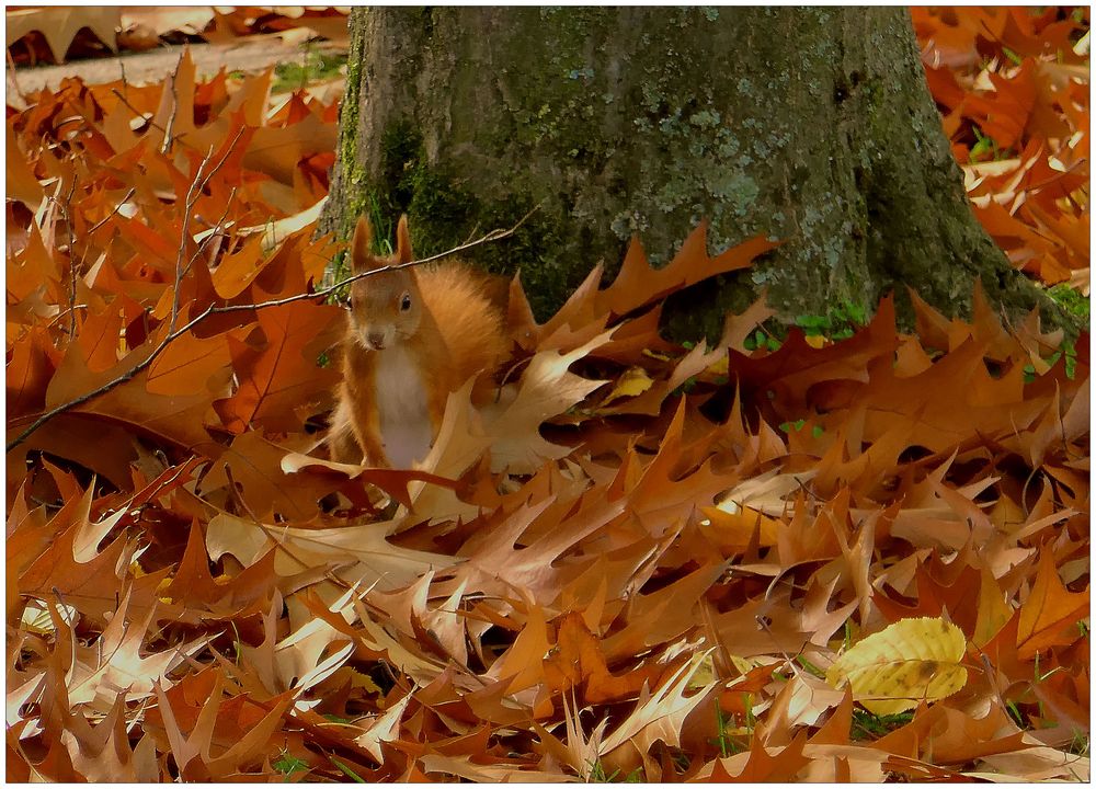 Der Kobold im Herstlaub Foto & Bild | nager, jahreszeit, herbst Bilder ...