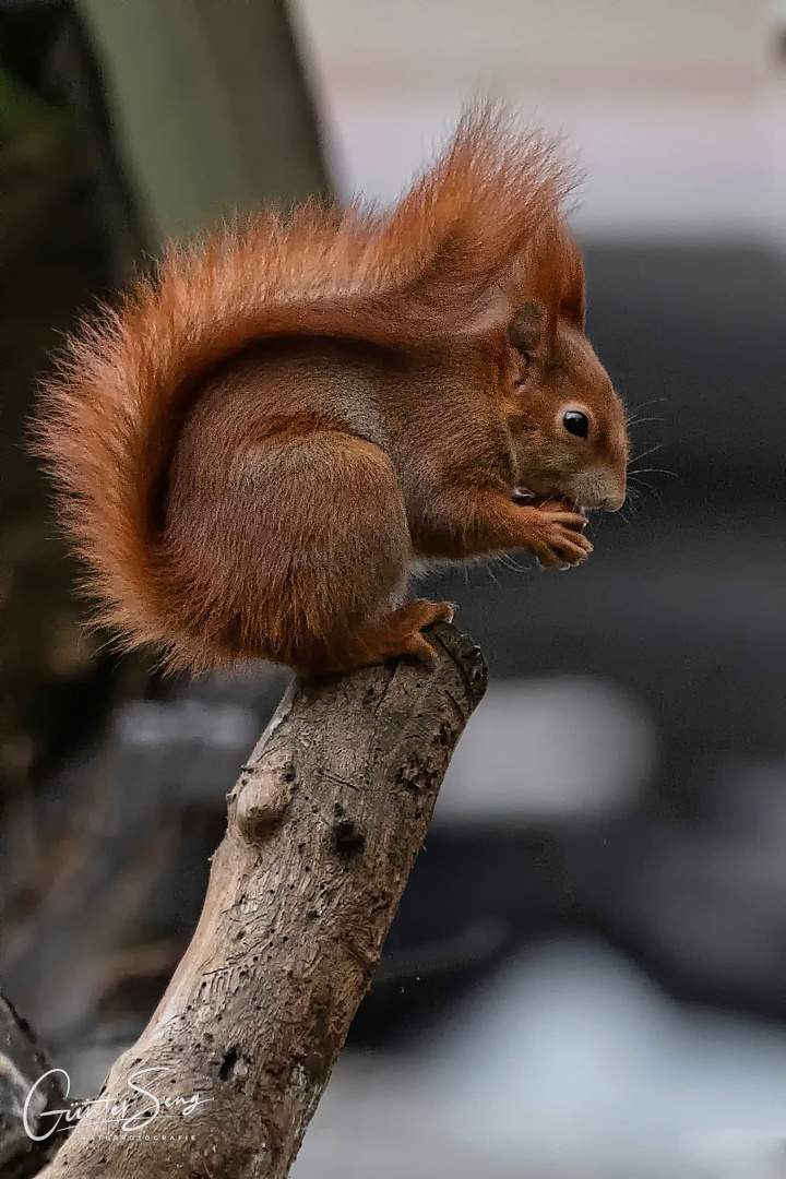 Der Kobolt im Garten Foto & Bild | tiere, wildlife, natur Bilder auf ...