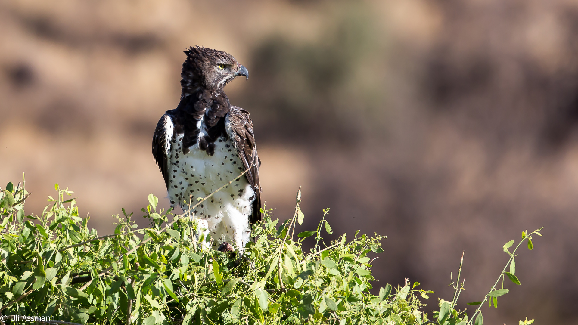 Der König der Adler Foto & Bild | natur, afrika, tiere Bilder auf ...