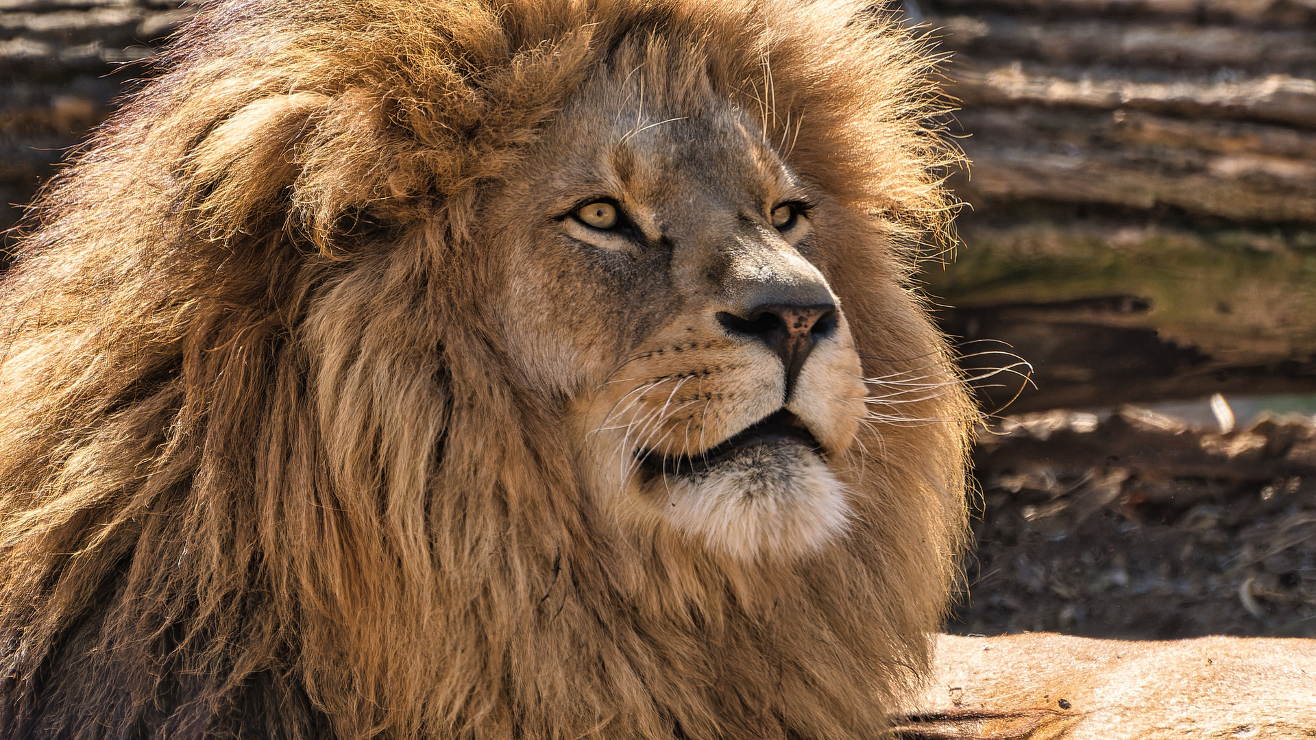 Der König der Löwen Foto & Bild | tiere, zoo, wildpark & falknerei ...