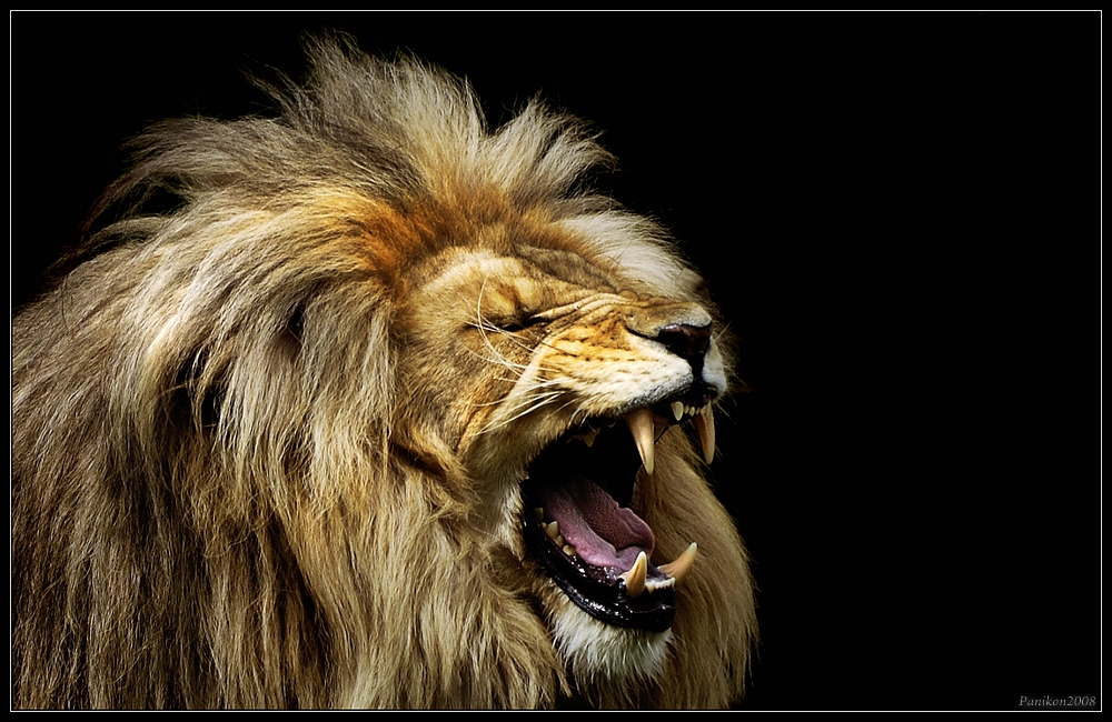 Der König der Löwen Foto & Bild | bearbeitungs - techniken, filtertechniken, tiere Bilder auf ...