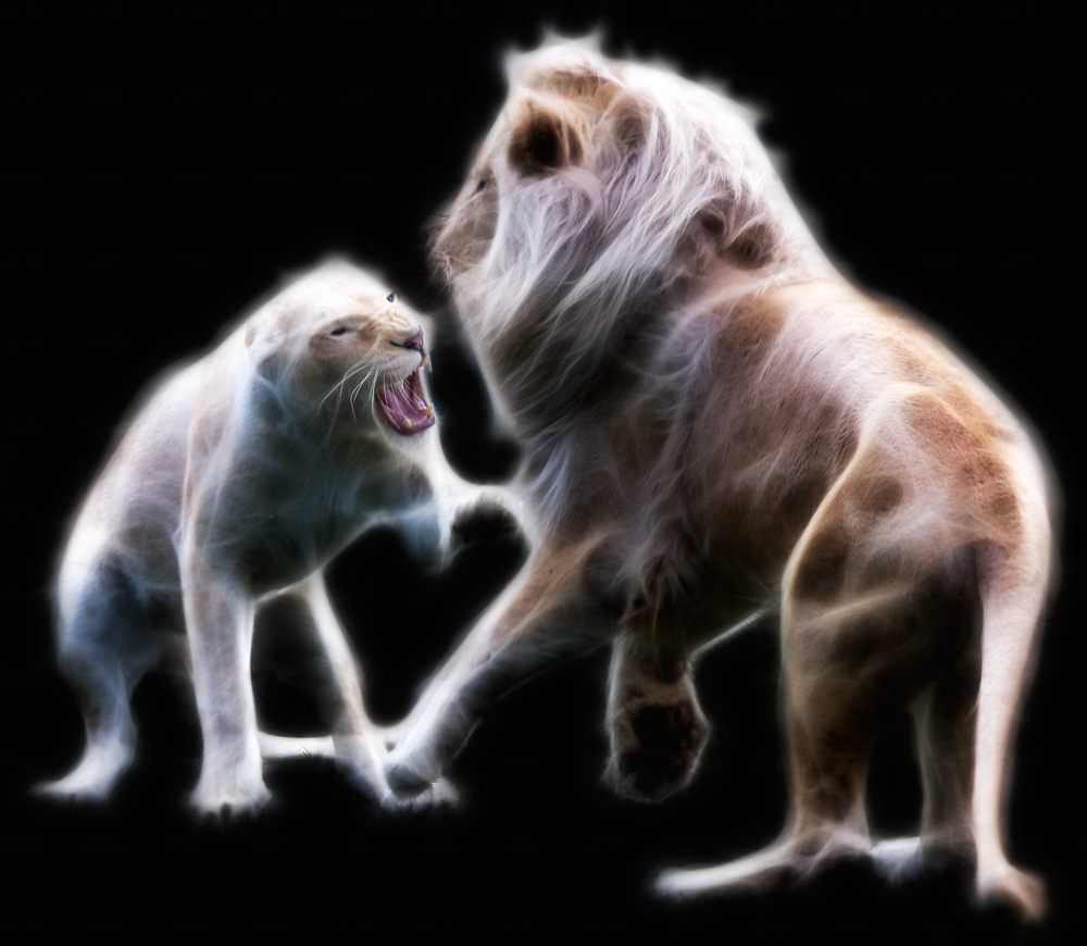 Der König der Tiere und Seine Chefin Foto & Bild | bearbeitungs - techniken, filtertechniken ...