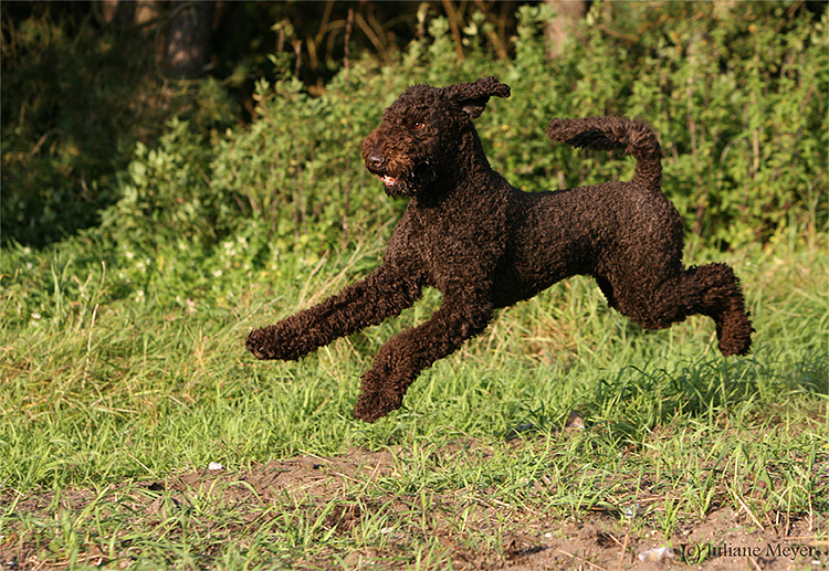 Der Königspudel... Foto & Bild | tiere, haustiere, hunde Bilder auf ...