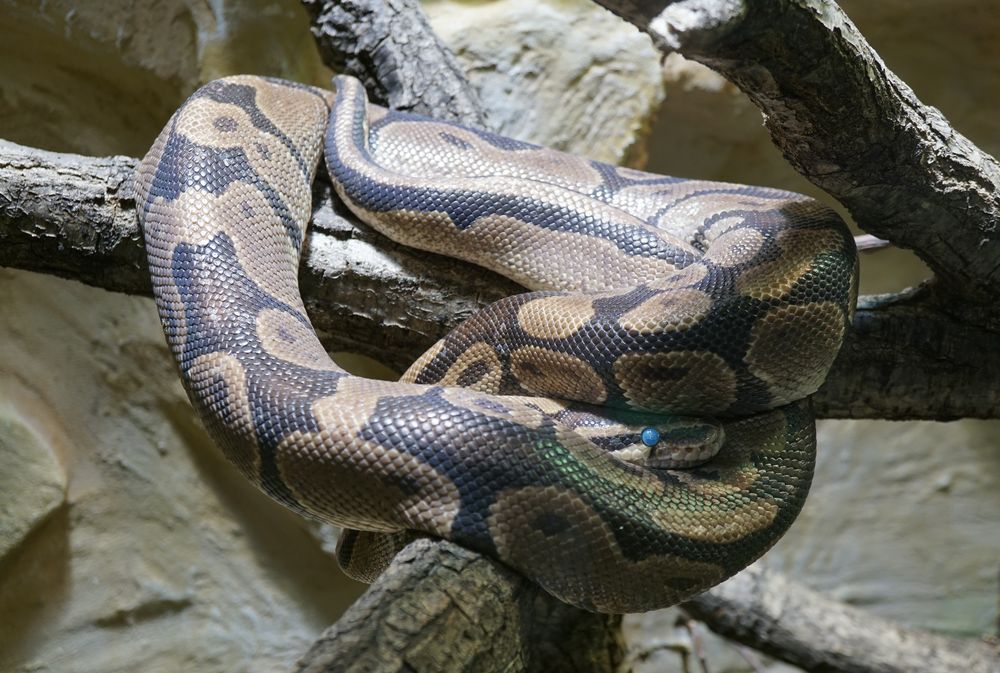 Der Königspython Foto & Bild | zoo, python, schlange Bilder auf ...