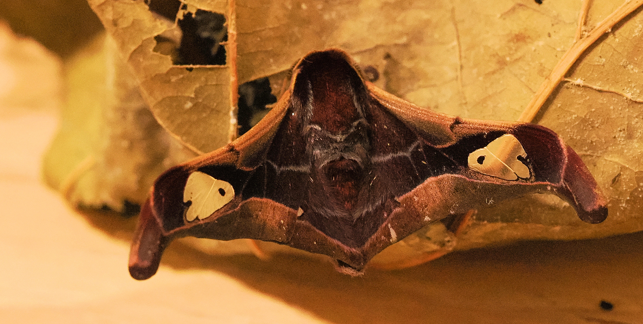 Der komische Falter …. Foto & Bild | fotos, natur, insekt Bilder auf ...