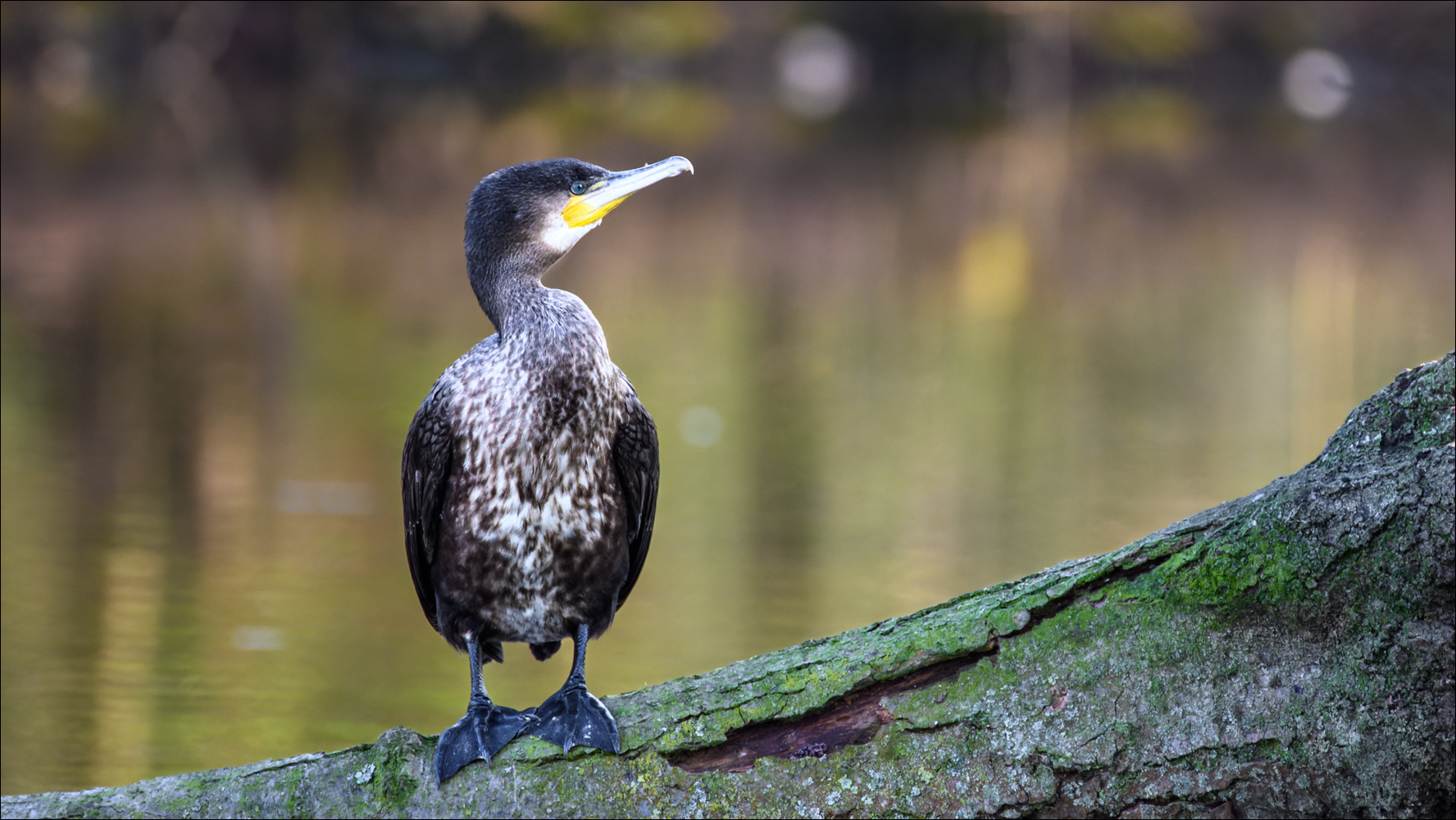 Der Kormoran Foto & Bild | tiere, wildlife, wild lebende vögel Bilder ...