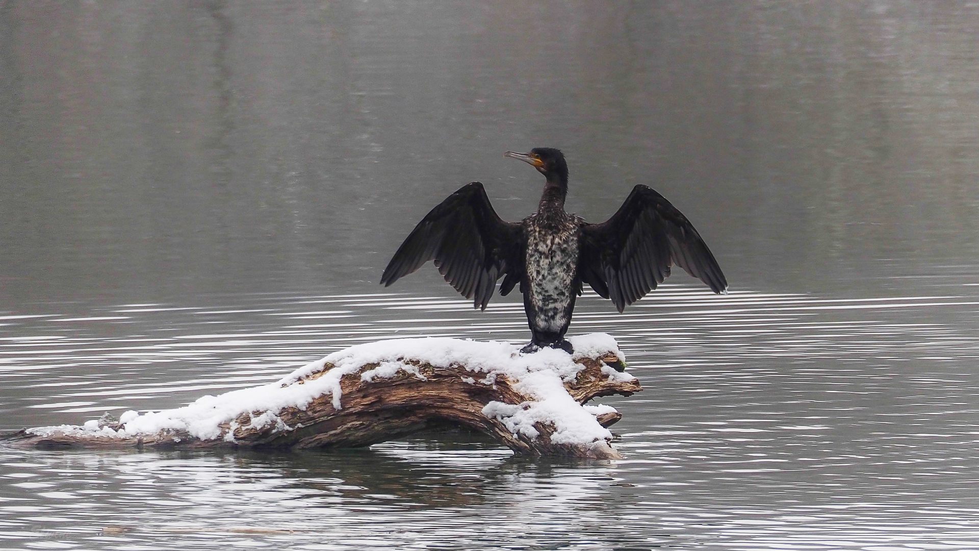 Der Kormoran ... Foto & Bild | wasser, natur, fluss Bilder auf ...