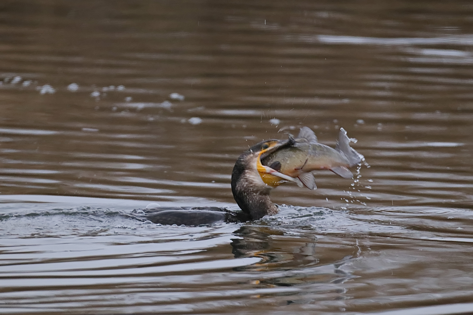 Der Kormoran 3 Foto & Bild | tiere, wildlife, wild lebende vögel Bilder ...