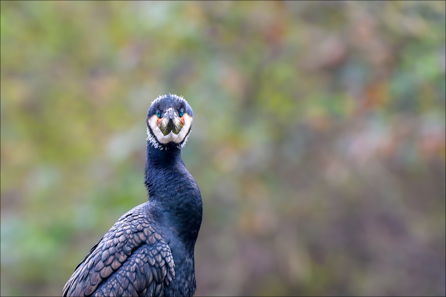 Der Kormoran Foto & Bild | tiere, wildlife, wild lebende vögel Bilder ...