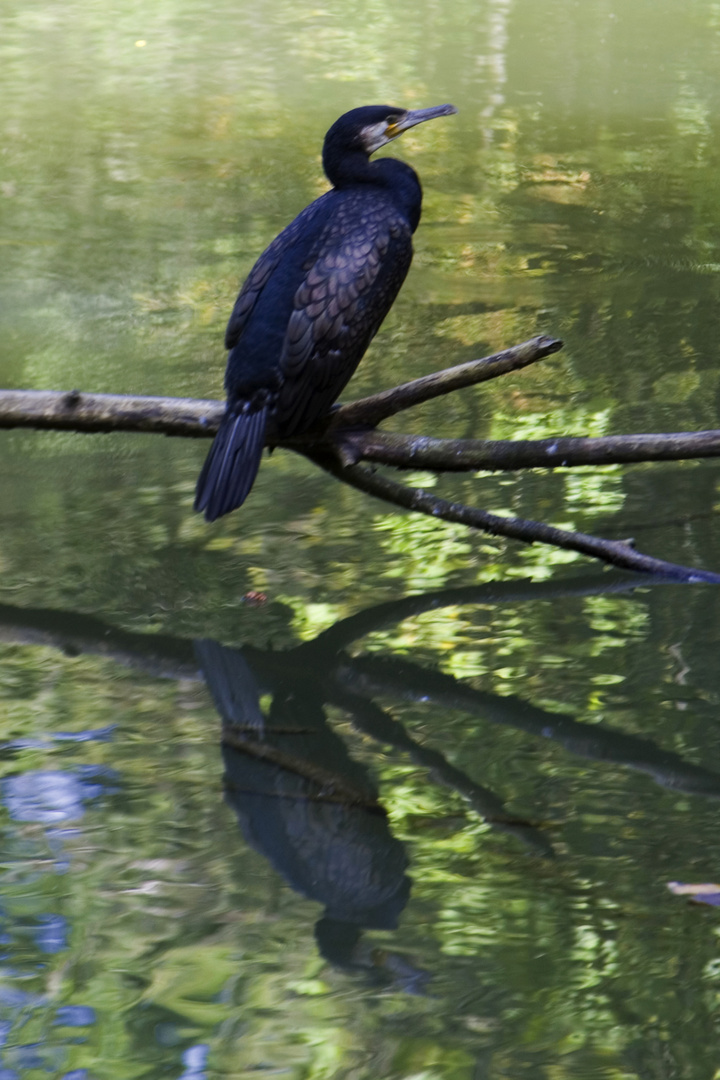 Der Kormoran Foto & Bild | spezial, teich, natur Bilder auf fotocommunity